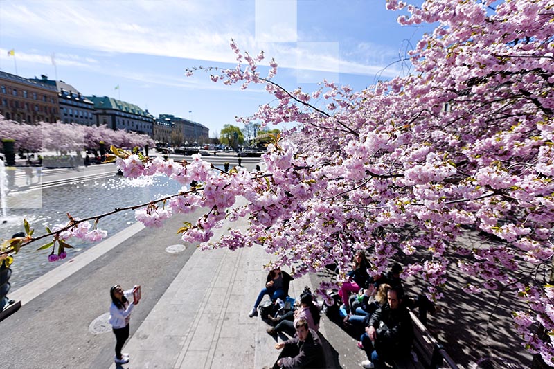 5 cherry blossom festivals only travel pros know about | KAYAK