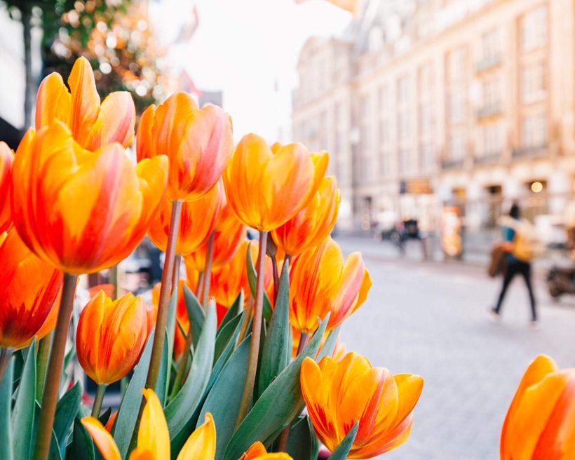 The ultimate calendar of celebrations around the world | KAYAK