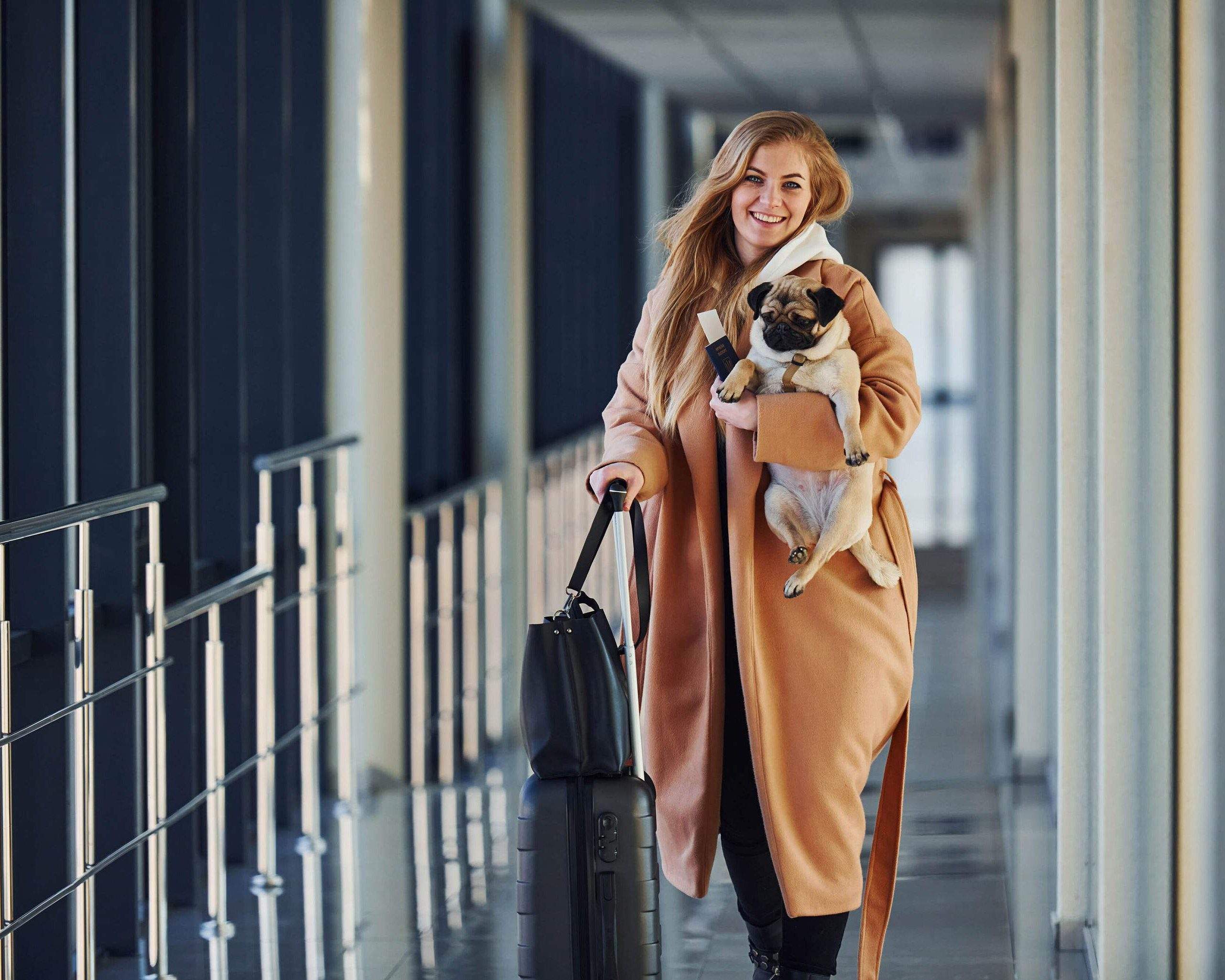 Expert tips for flying with a dog, from prep to arrival | KAYAK
