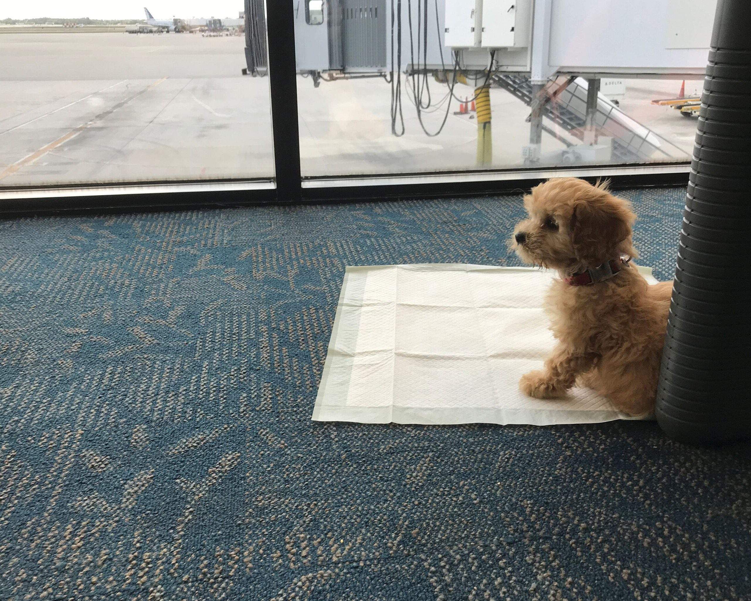 Expert tips for flying with a dog, from prep to arrival | KAYAK