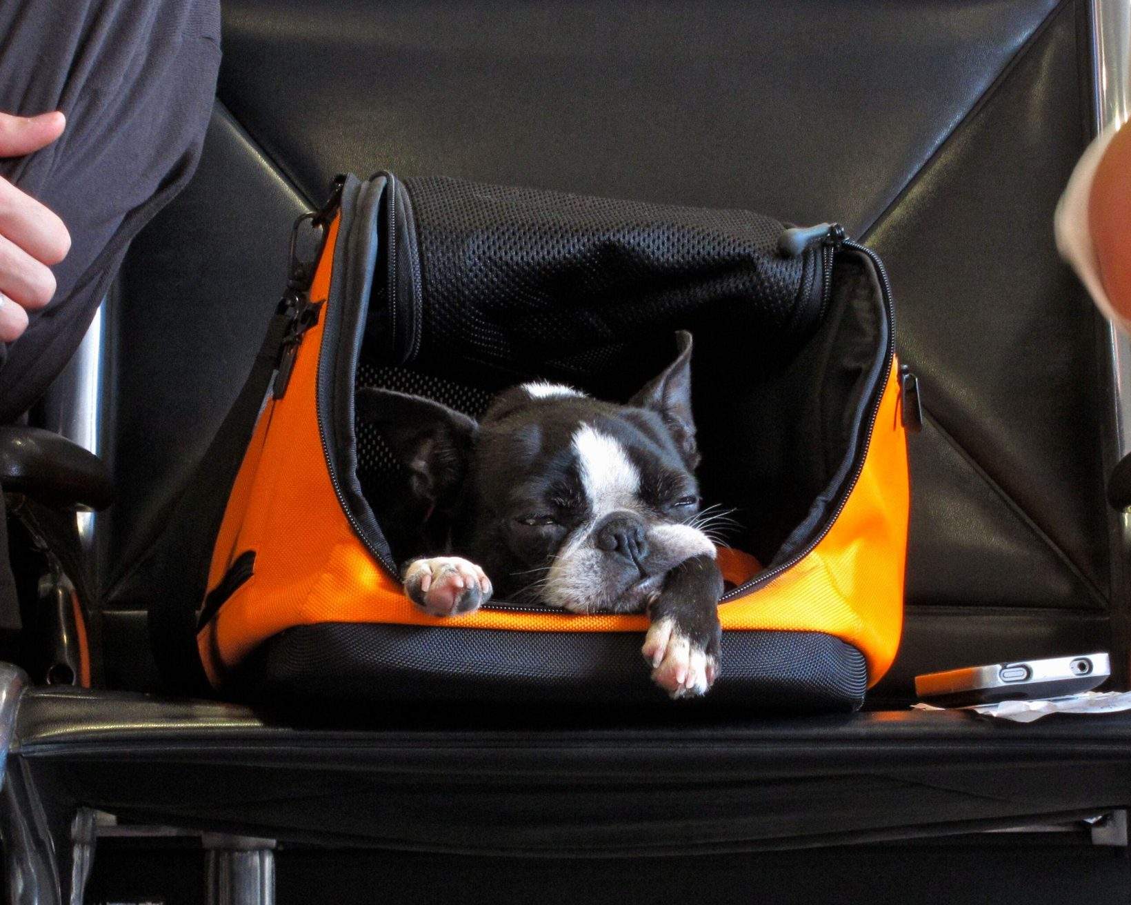 Expert tips for flying with a dog, from prep to arrival | KAYAK