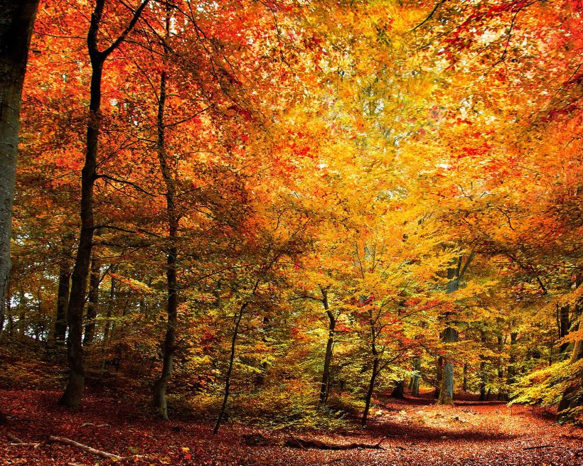 Discover the best places to see autumn leaves in the UK | KAYAK