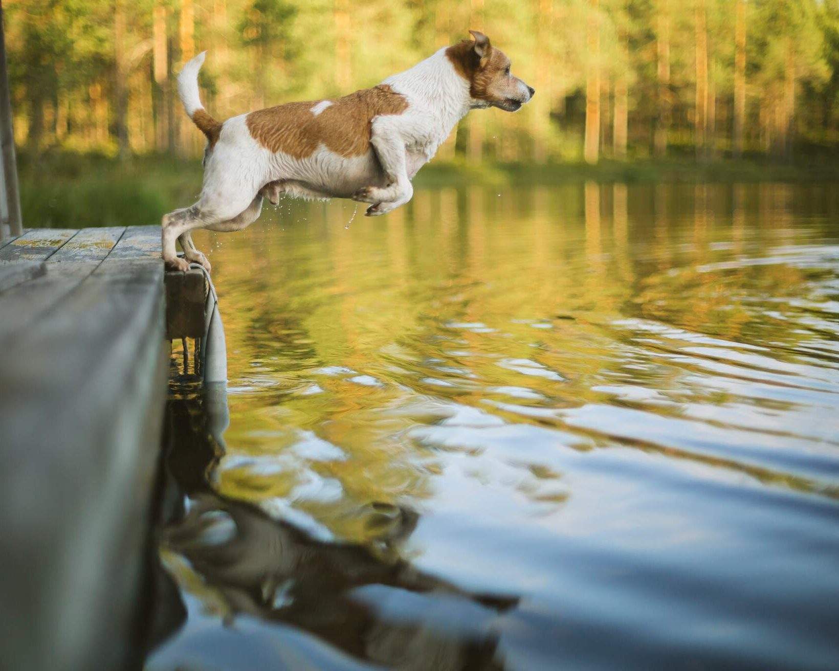 Tips for taking your pet to the beach | KAYAK