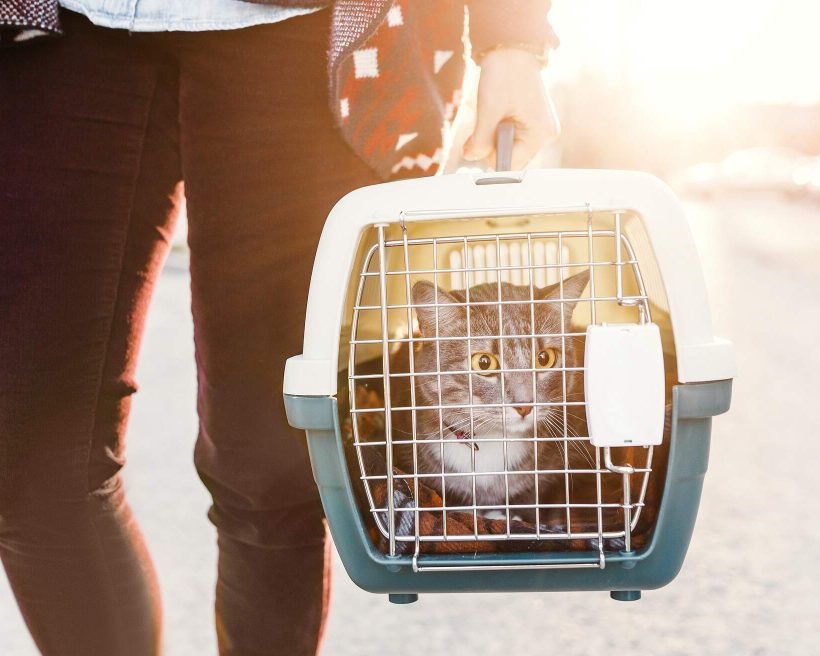 Travelling by train with a dog: train tips for your pet | KAYAK