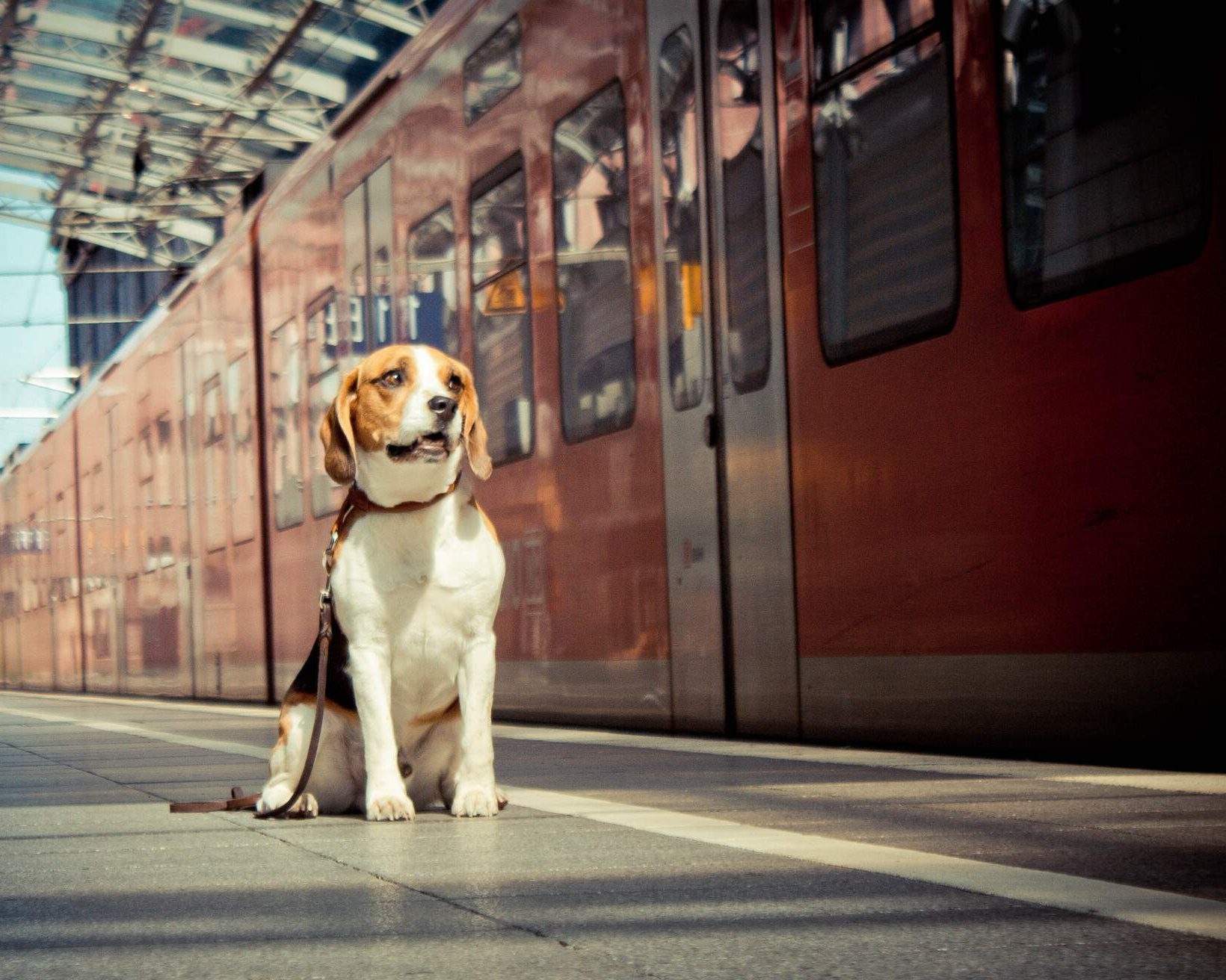 Travelling by train with a dog: train tips for your pet | KAYAK
