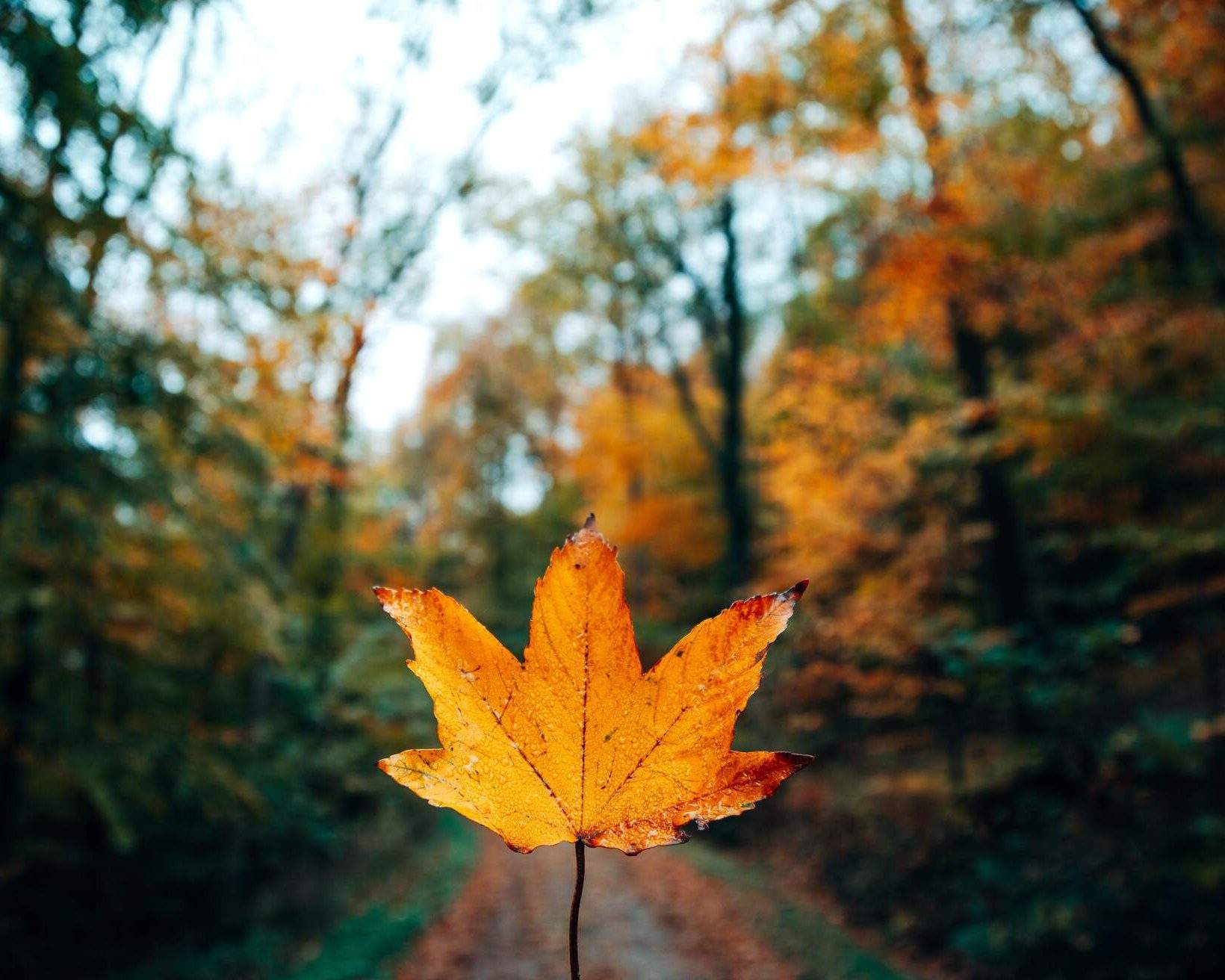 Discover the best places to see autumn leaves in the UK | KAYAK