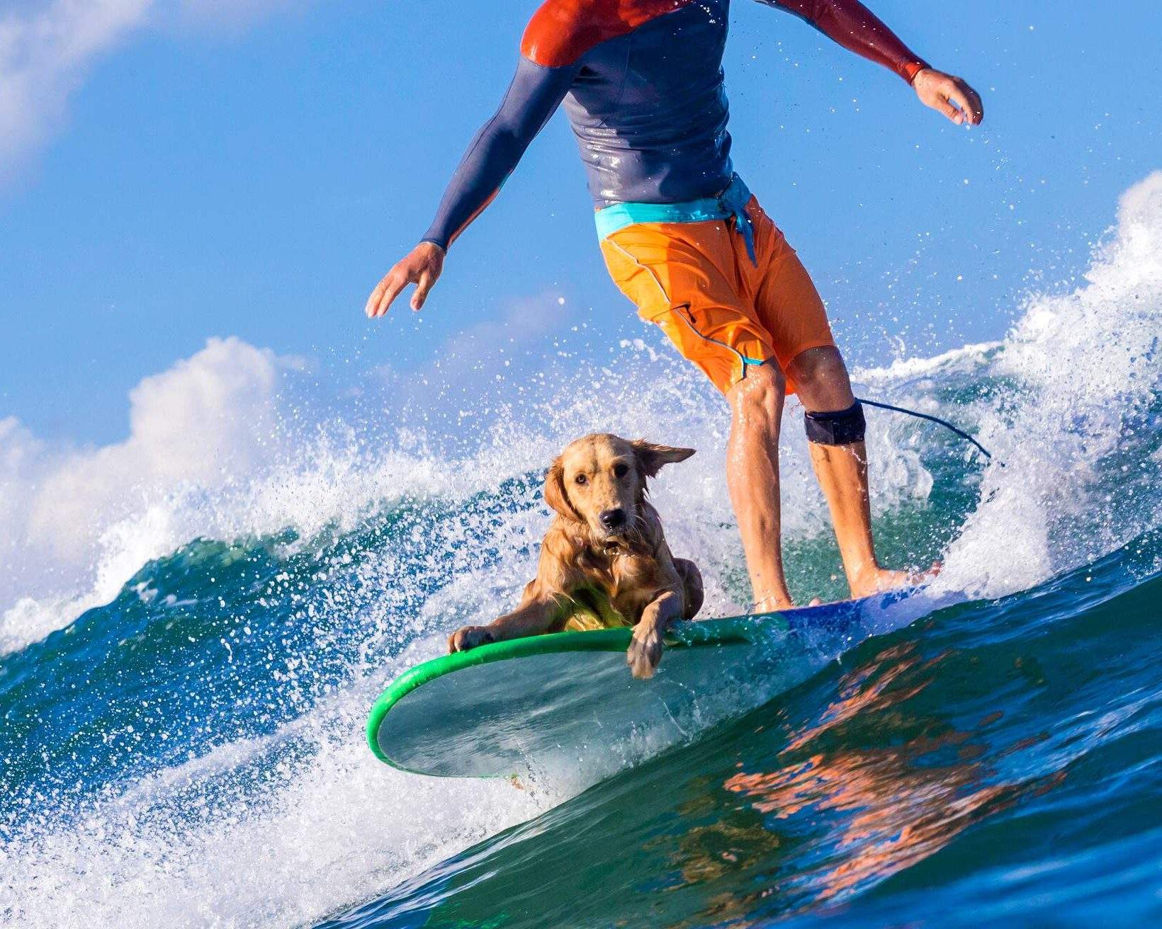 Tips for taking your pet to the beach | KAYAK