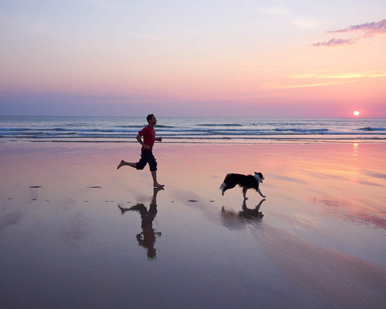 Tips for taking your pet to the beach | KAYAK