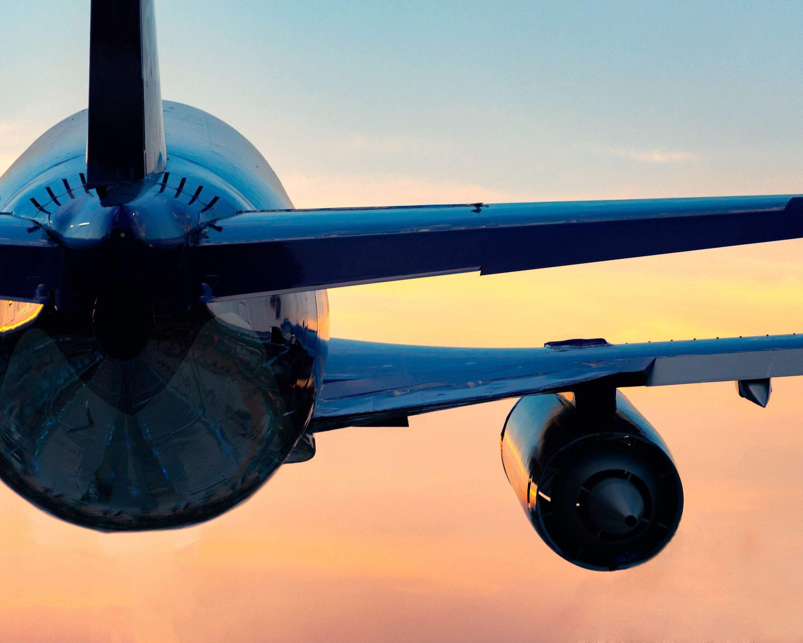 Expert tips for flying with a dog, from prep to arrival | KAYAK