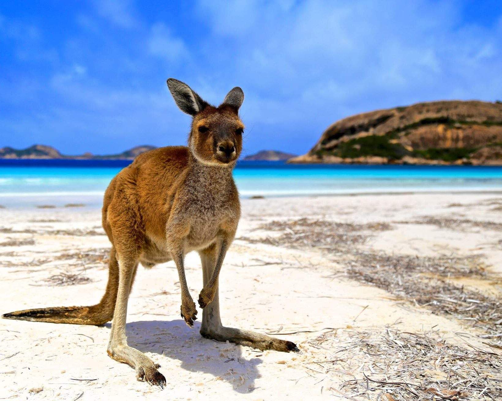 A weird and wonderful account of Australian animals | KAYAK