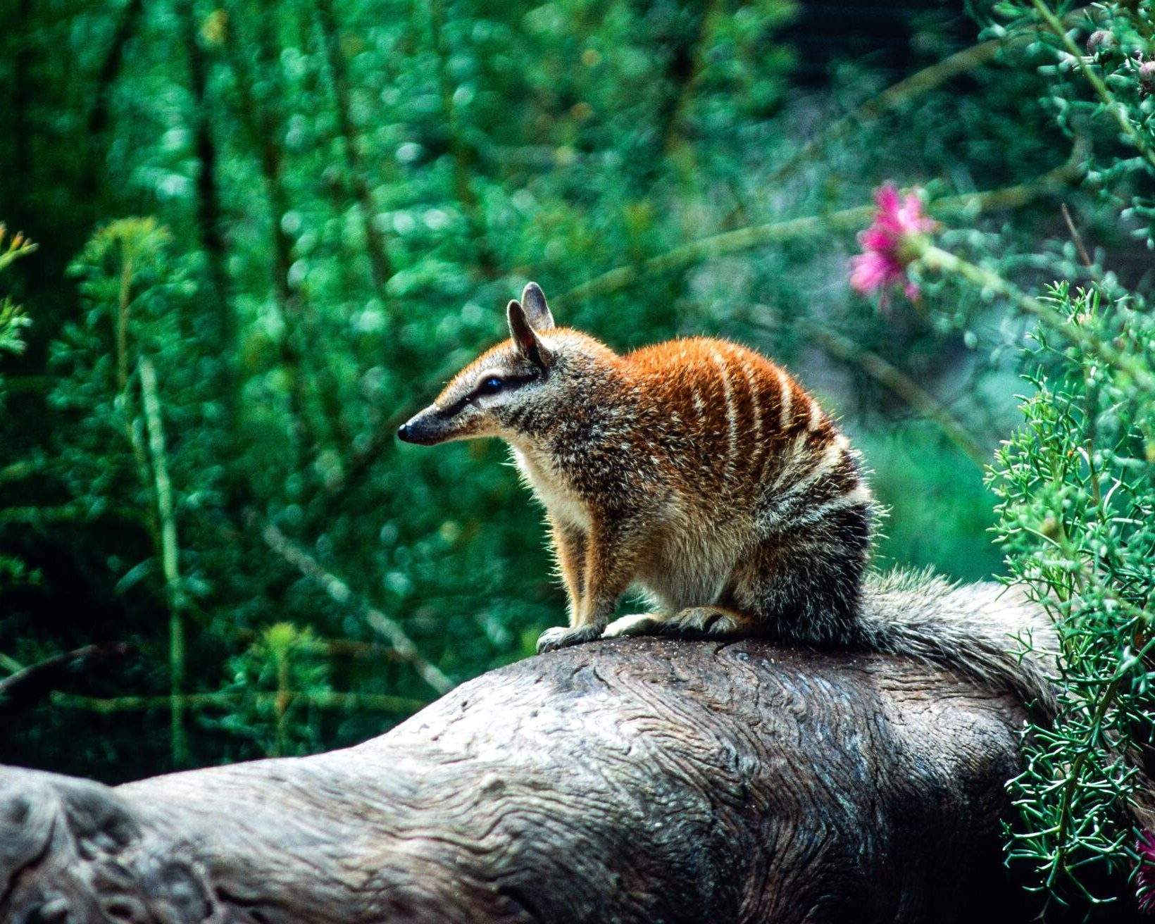 A weird and wonderful account of Australian animals | KAYAK