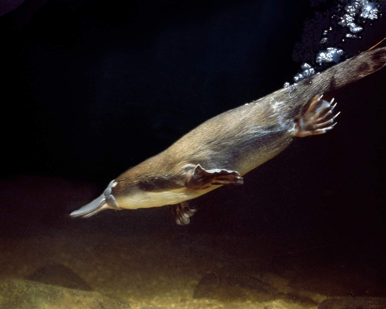 A weird and wonderful account of Australian animals | KAYAK