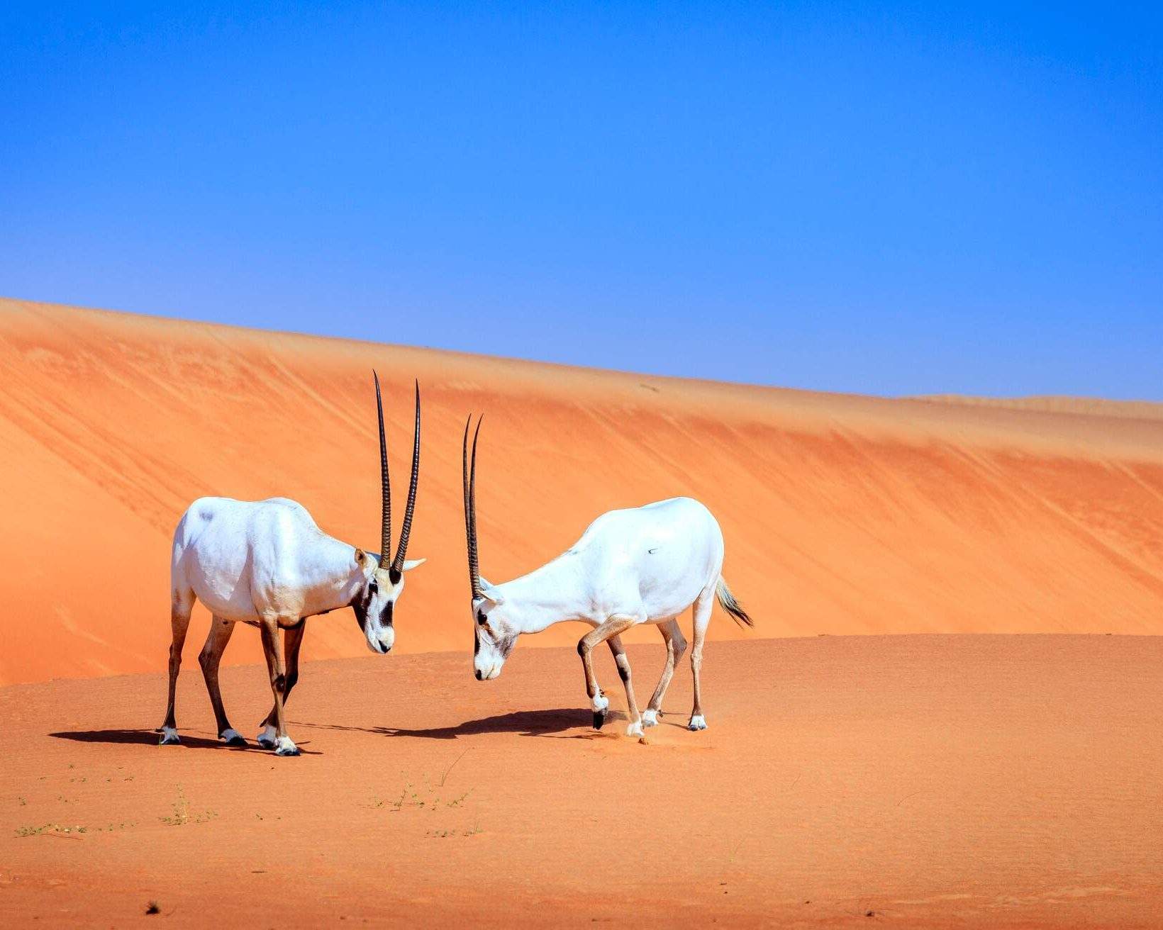 The 25 best things to do in Dubai | KAYAK