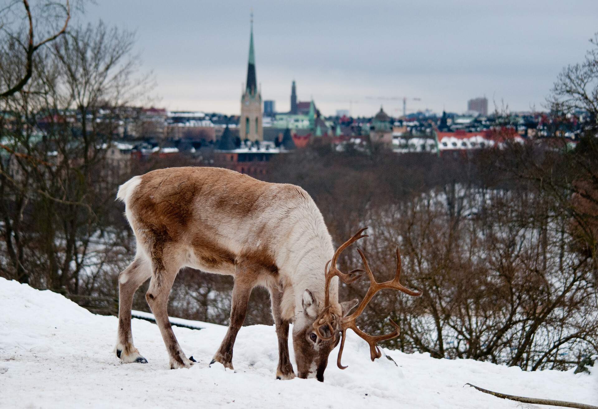 The 11 best Christmas Markets in Stockholm | KAYAK