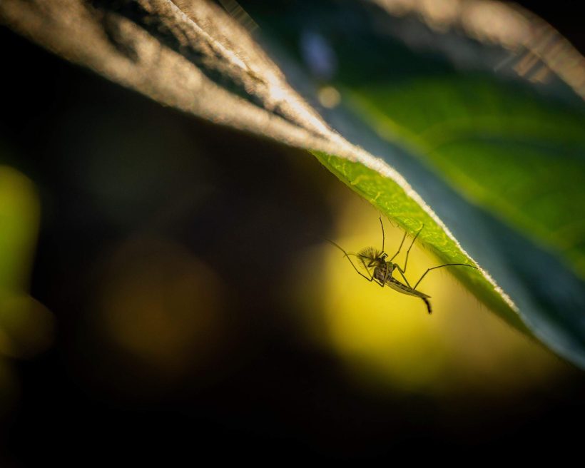 Midge season in Scotland; when’s the best time to visit? - KAYAK