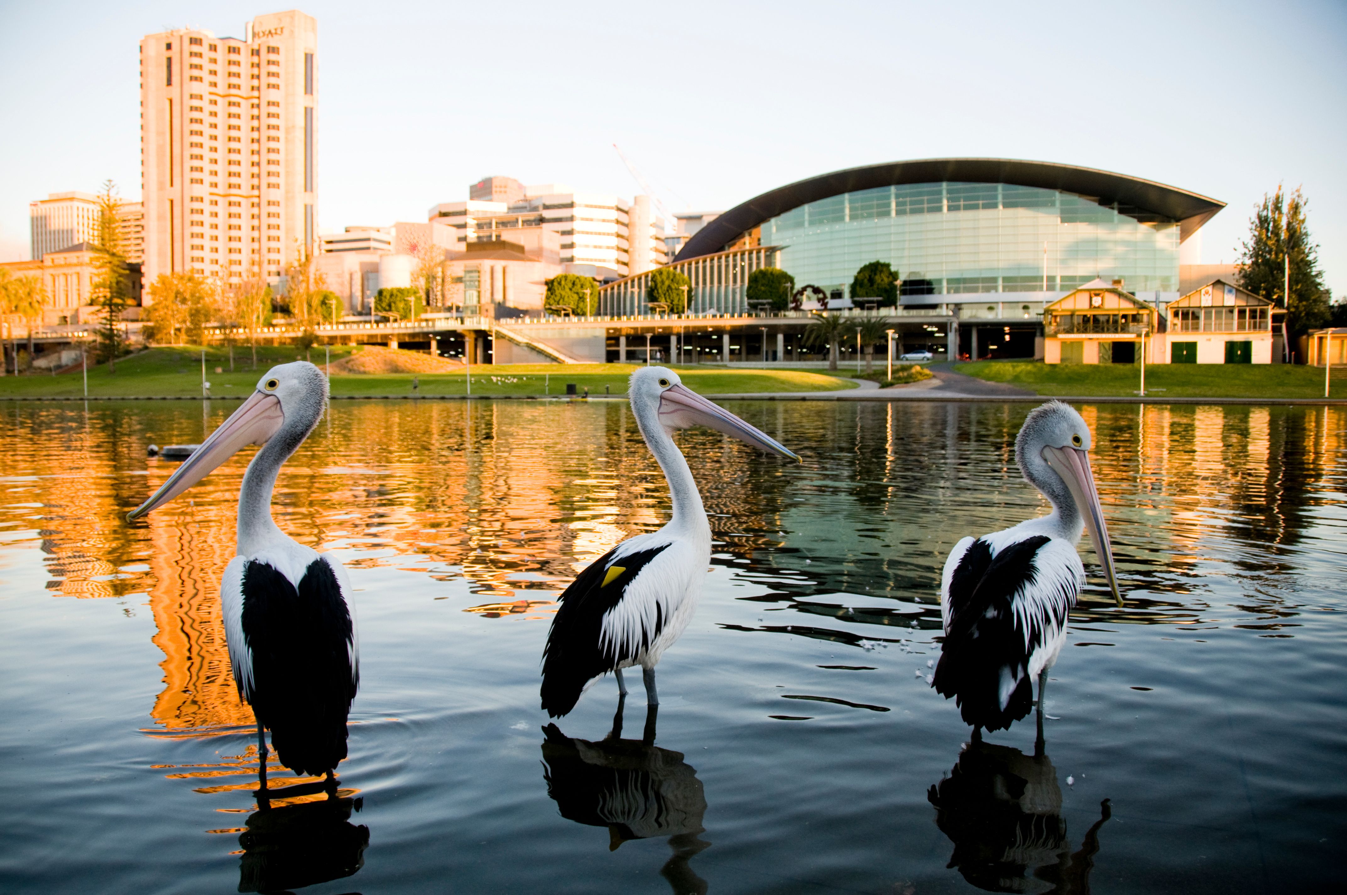 £468 Cheap Flights to Adelaide - KAYAK
