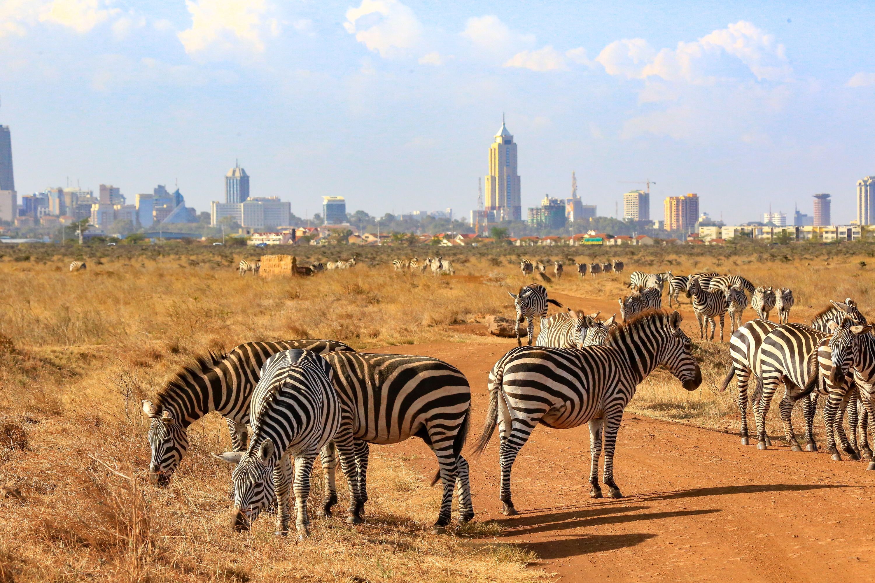 £276 Cheap Flights to Kenya - KAYAK